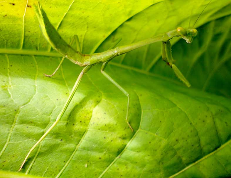Back from Belize, with lots to say - Ambergris Caye Belize Message Board