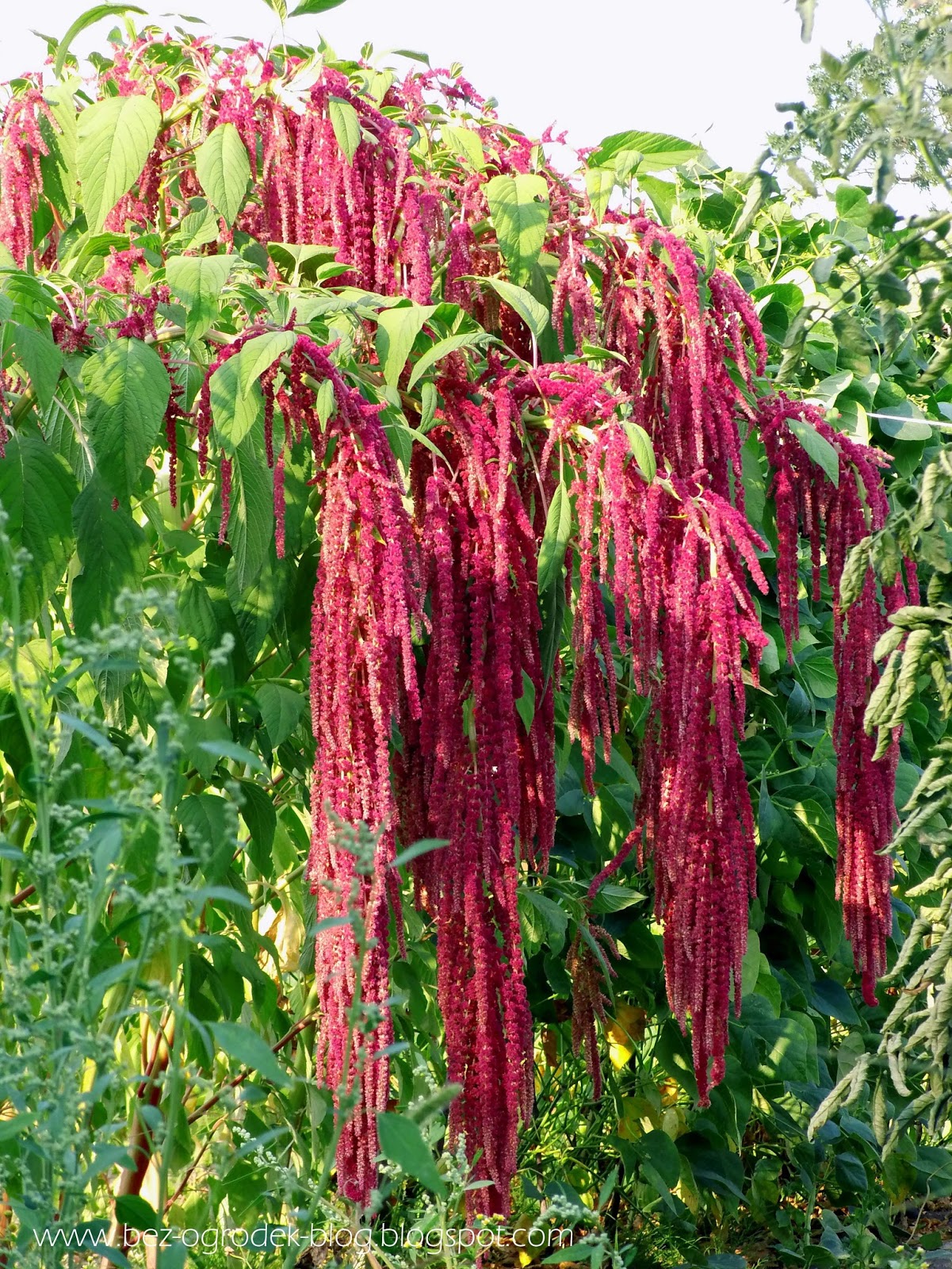 Amarantus czyli szarłat: z ogrodu do kuchni | BEZ OGRÓDEK | blog ogrodniczy