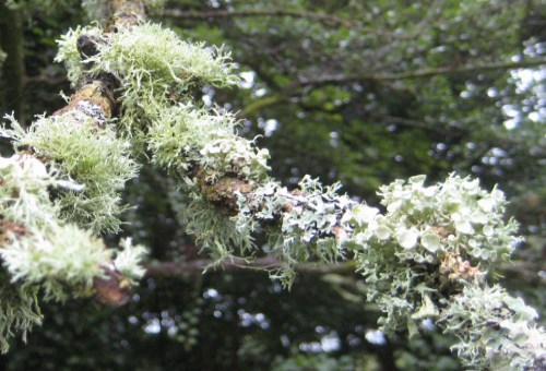 Introduction to lichens