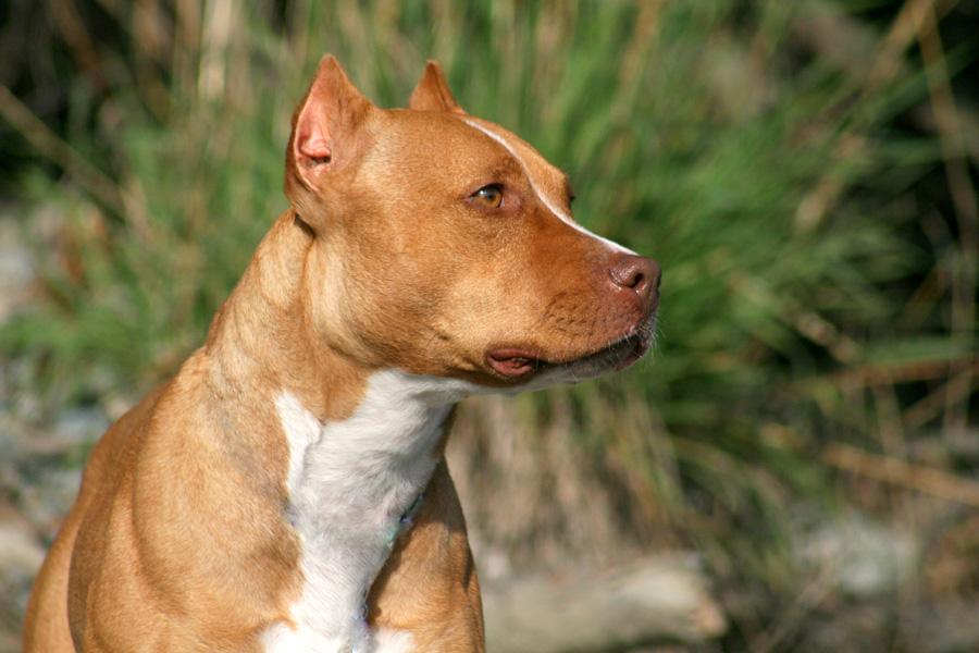 Blog Interessante: Raça Pitbull (cão) - Melhores fotos imagens - Pit ...