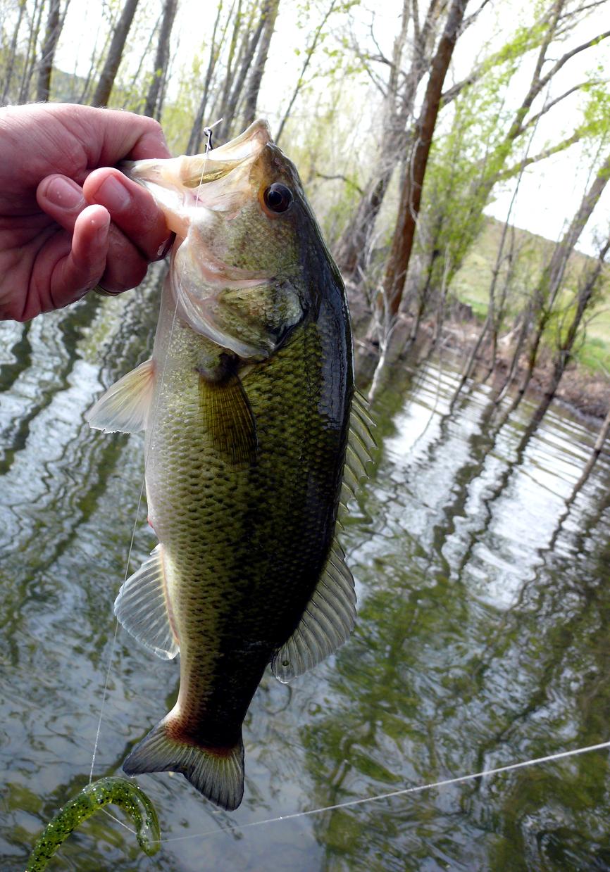 I Caught You a Delicious Bass: A Look Back on 2011