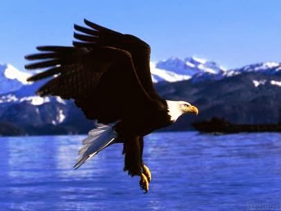 Foto Burung Elang | GambarBinatang.Com