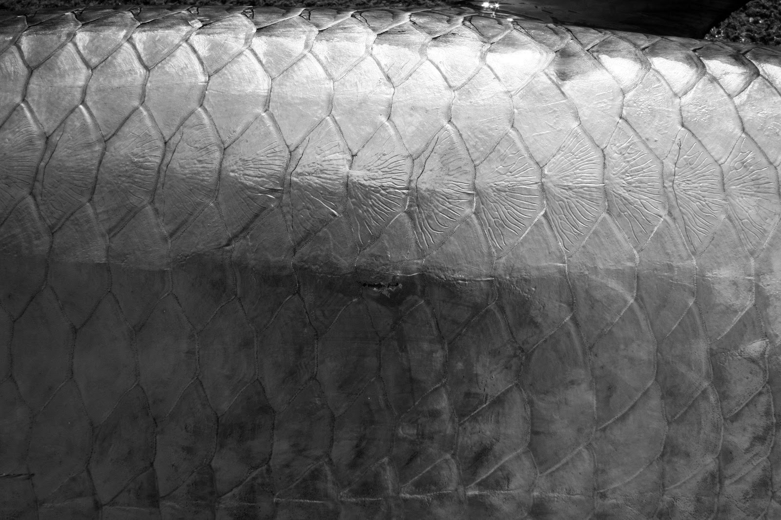 Fly Paper: Tarpon Tips: Part One