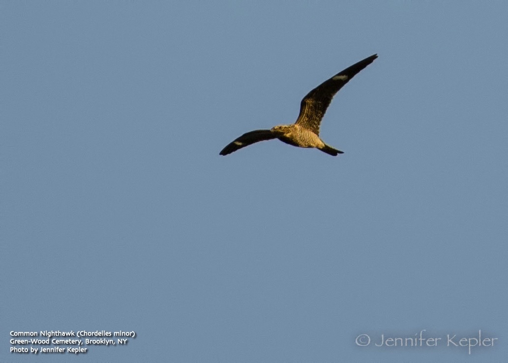 The City Birder: 09/01/2017 - 10/01/2017