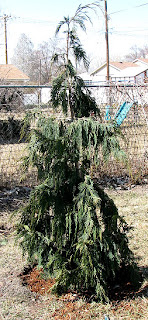 Cynthia Sue: Memory Jar & Planting My Dad's Tree