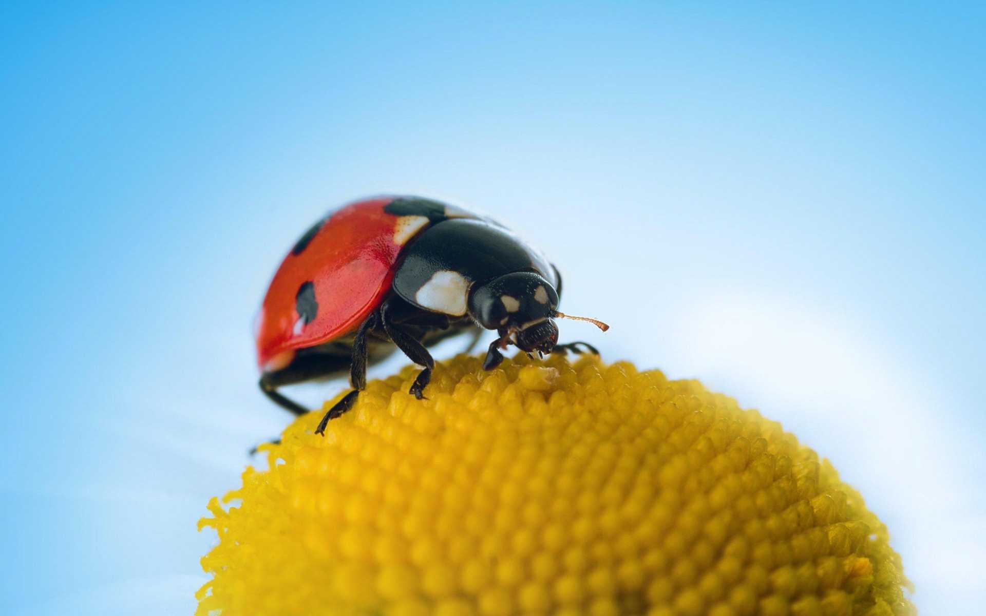Insect Macro Wallpapers