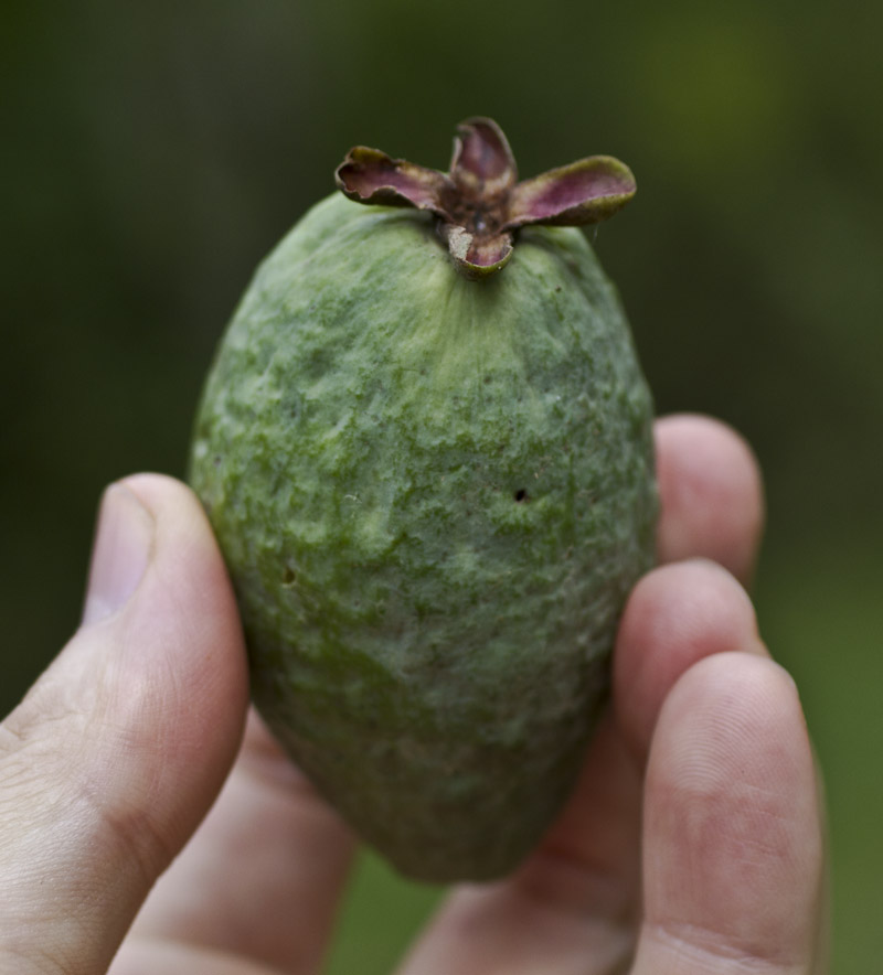 Reserva Rio das Furnas: Mais um presente do Projeto Piava