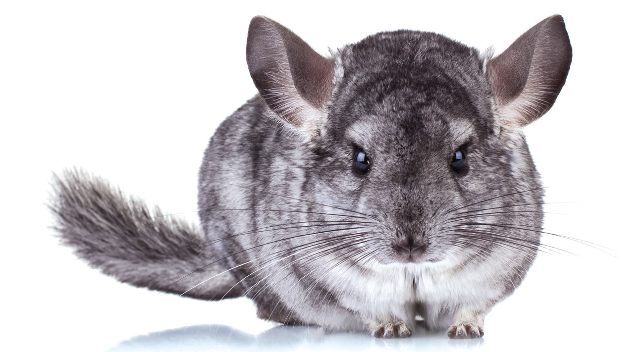 FaceSchool: GLI ANIMALI DA COMPAGNIA PIÙ STRAMBI!