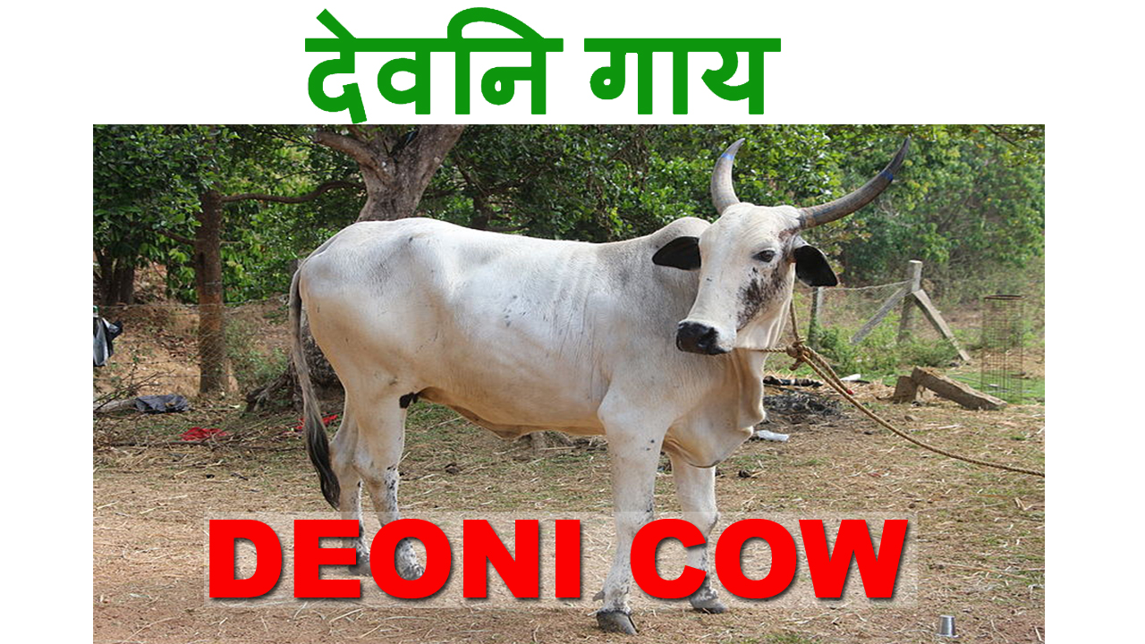 Dairy Farming: Deoni Cow Characteristics and Performance - दक्षिण भारत ...