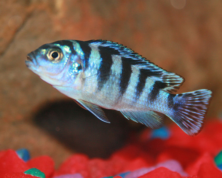 Fish Pictures: Kenyi cichlid - Maylandia lombardoi