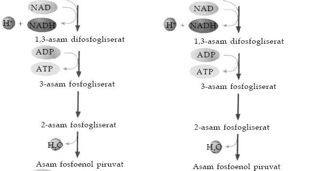Proses dan Tahap Glikolisis - Jenisajatitik