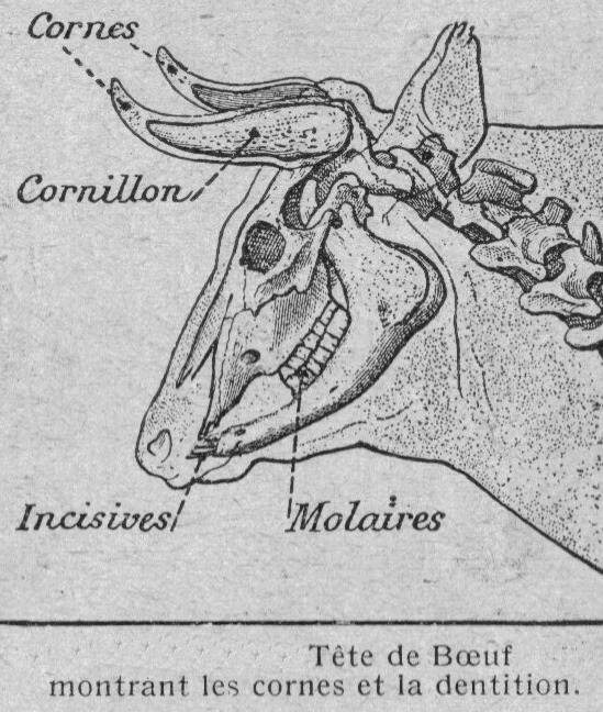 Vachement belles: Anatomie d'une tête de boeuf
