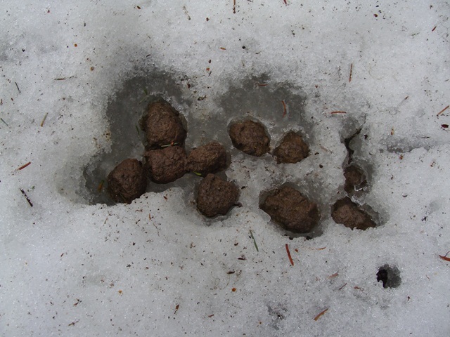 Dog Turds of Alaska