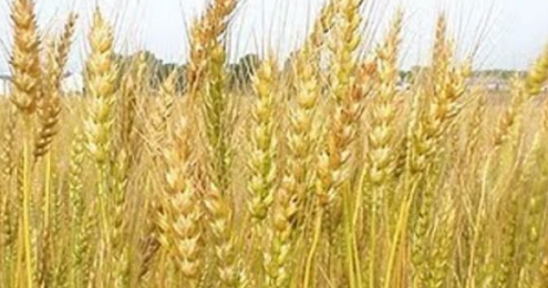 Kristen Dalam Fakta: LADANG GANDUM DAN LALANG