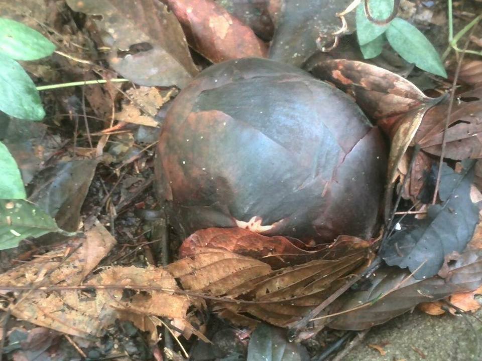 Bunga Pakma Ulu Cheka Bakal Berkembang | Pepalih Media