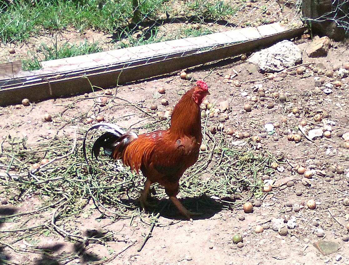 productor de pollitos: NUESTRO NUEVO MACHO REPRODUCTOR