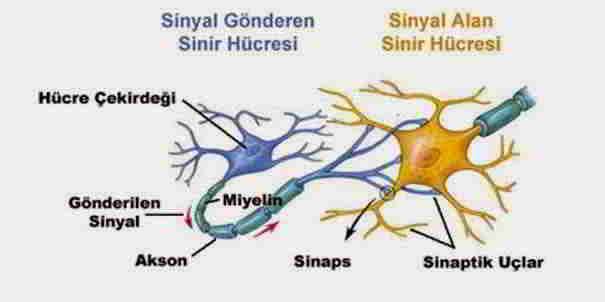 Sel Saraf dan Neuromuscular Junction yang Berperan dalam Aktivitas ...