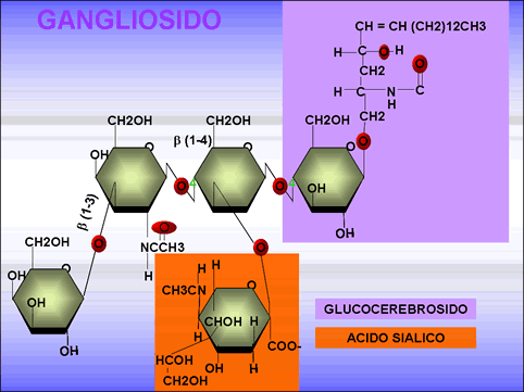 BIOMOLECULAS