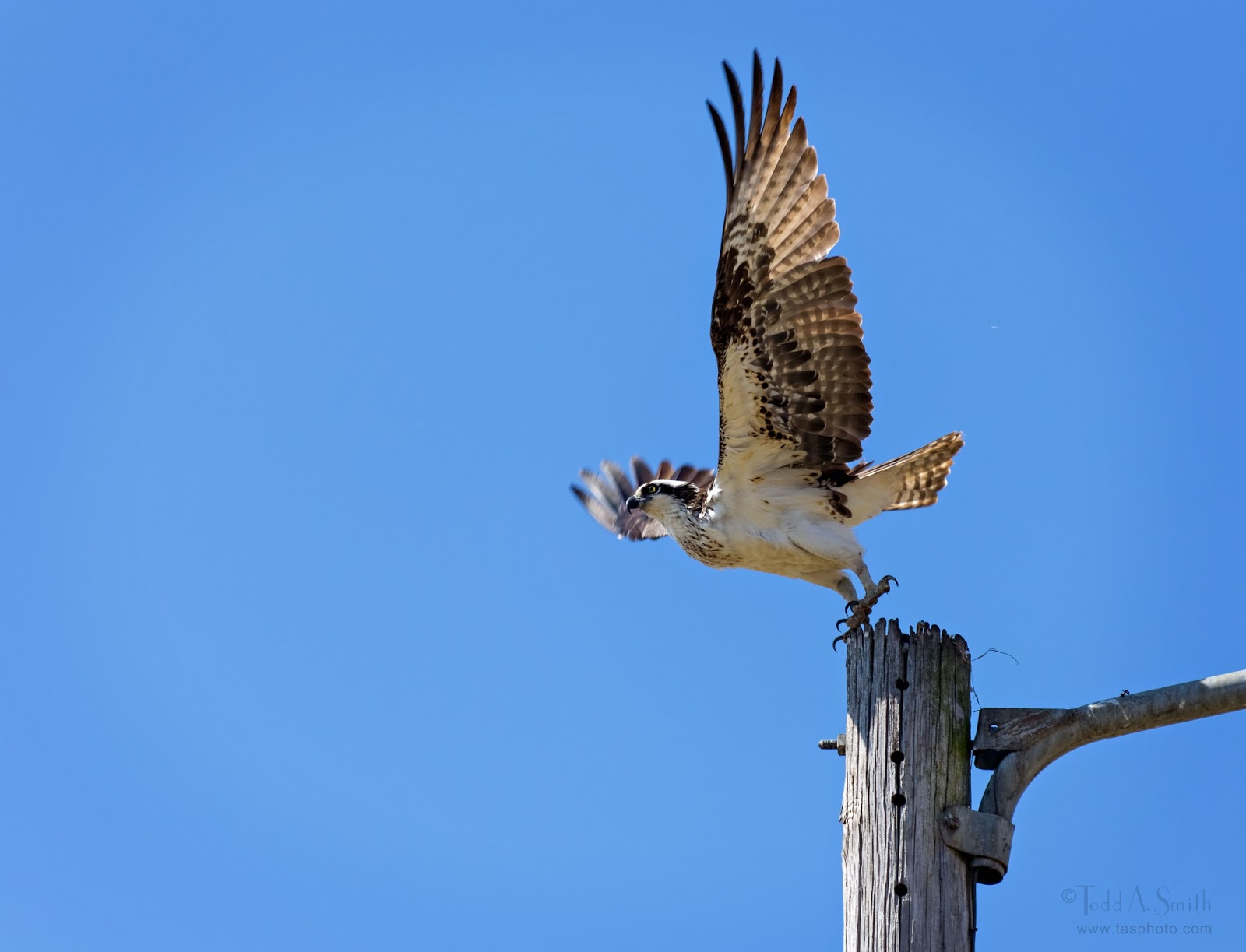Todd A. Smith Photography, LLC: Osprey's Return to the Washington, DC Area