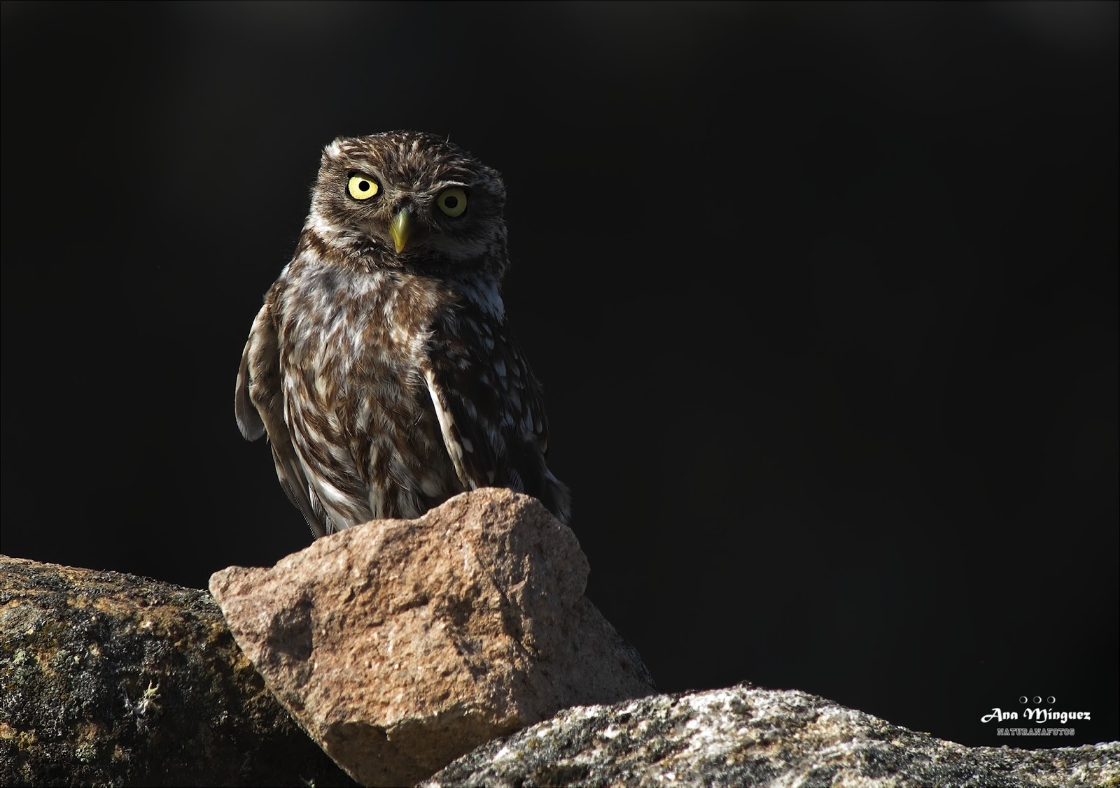 NATURANAFOTOS: Mochuelos