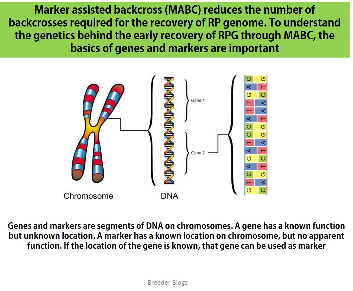 Breeder Blogs: Illustrative explanation of Genetics behind Marker ... Breeder Blogs: Illustrative explanation of Genetics behind Marker ...