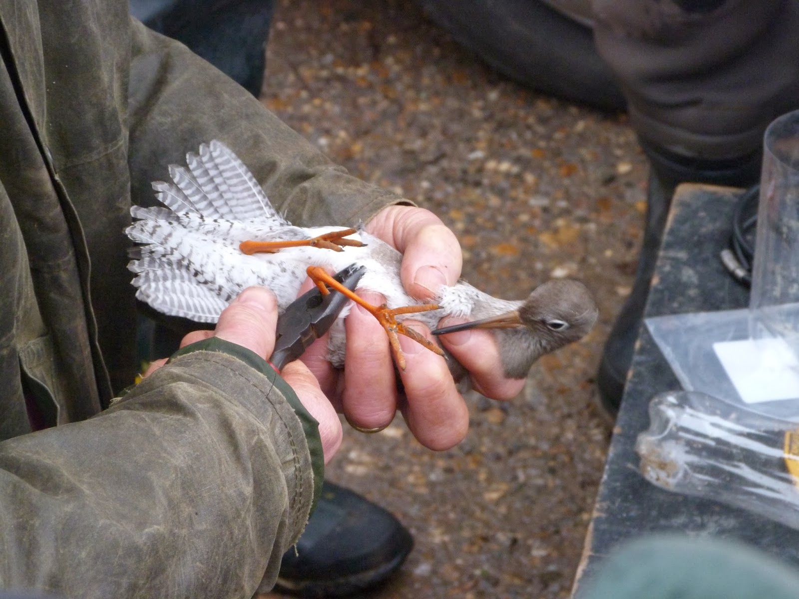 Lamsdell Bird Ringing and Wildlife Blog: January 2014