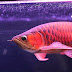 Red Fish Care Super Red Arowana | All About Hobbies