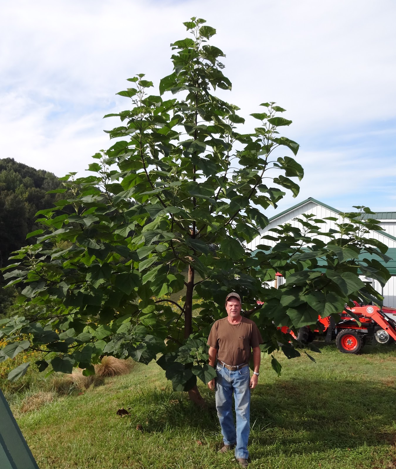 Shenandoah Gateway Farm: Paulownia Tree