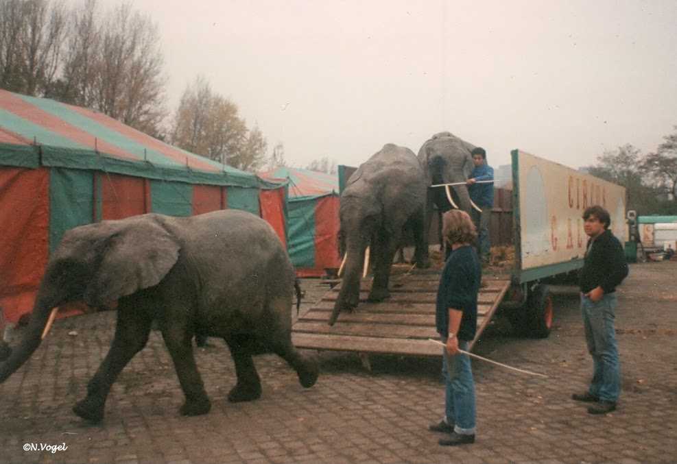 Norberts Internationale Circuswelt: Circus Giovanni Althoff 1989