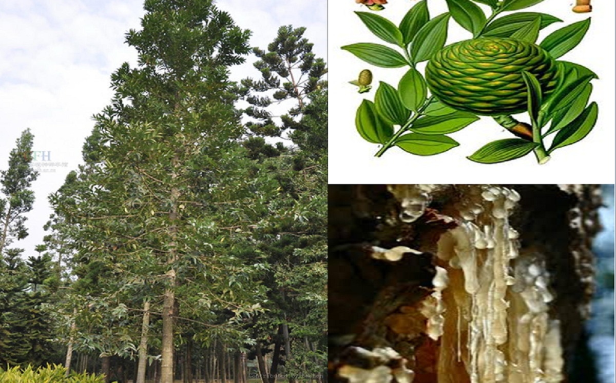 MAKALAH : 13 FLORA LANGKA DI INDONESIA