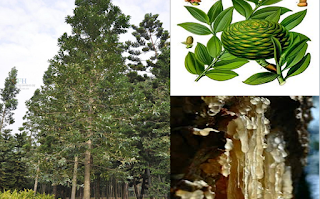 MAKALAH : 13 FLORA LANGKA DI INDONESIA