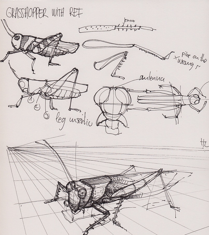 Louis learns to draw: Grasshopper