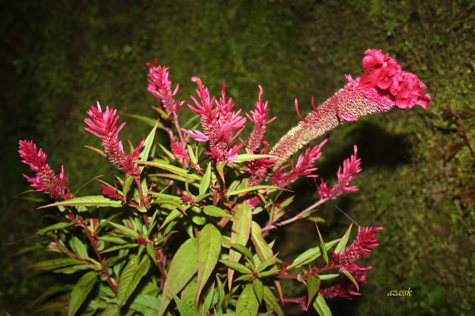 Calm-Sojourner: Flowers from Mizoram