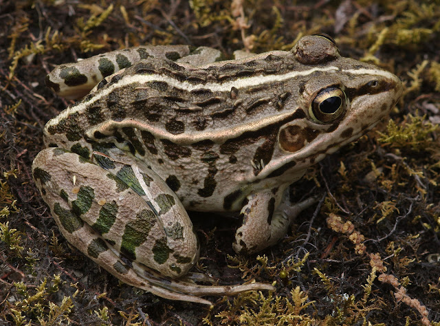 Wildeep's Illuminations: Dark Spotted Frog