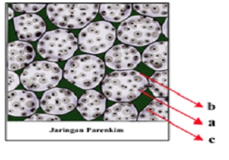 the gau': MAKALAH JARINGAN DASAR ( PARENKIM )