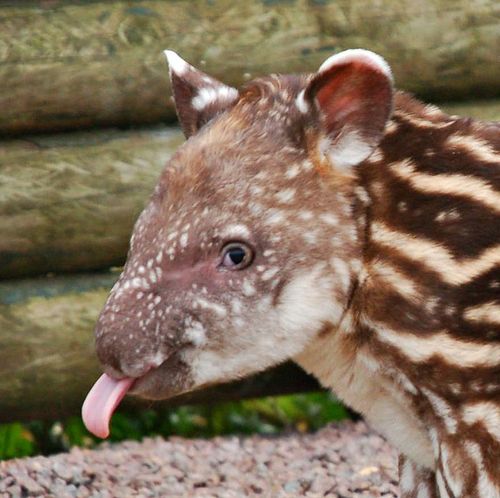 Cute!: Baby Tapir Sunday!