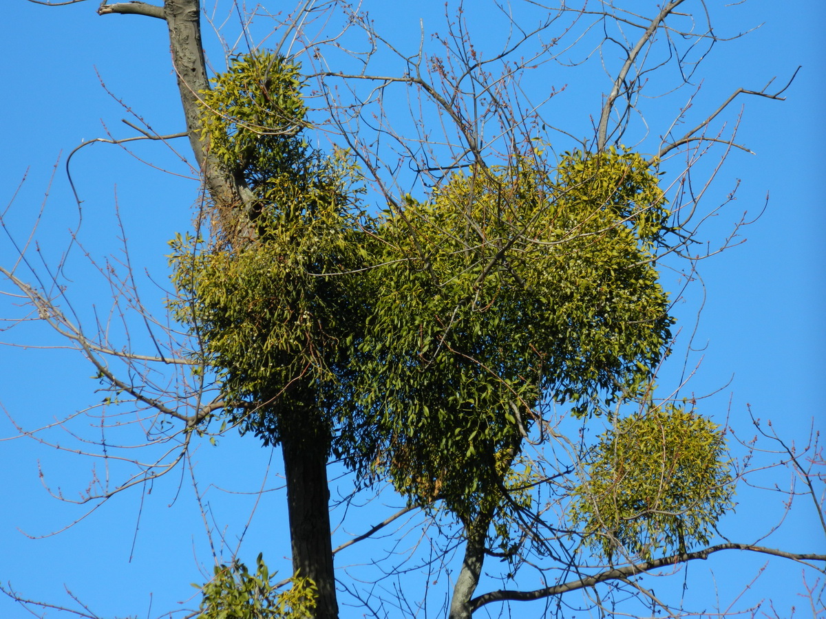 LA MULTI ANI, ROMANIA!: Vasc