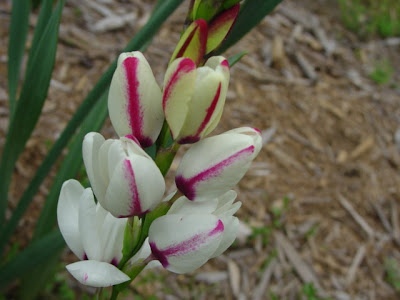 FLOWERS ENCYCLOPAEDIA: Ixia flower