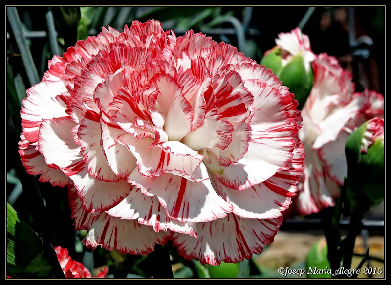 El Sitges que estimo: L'Exposició Nacional de Clavells