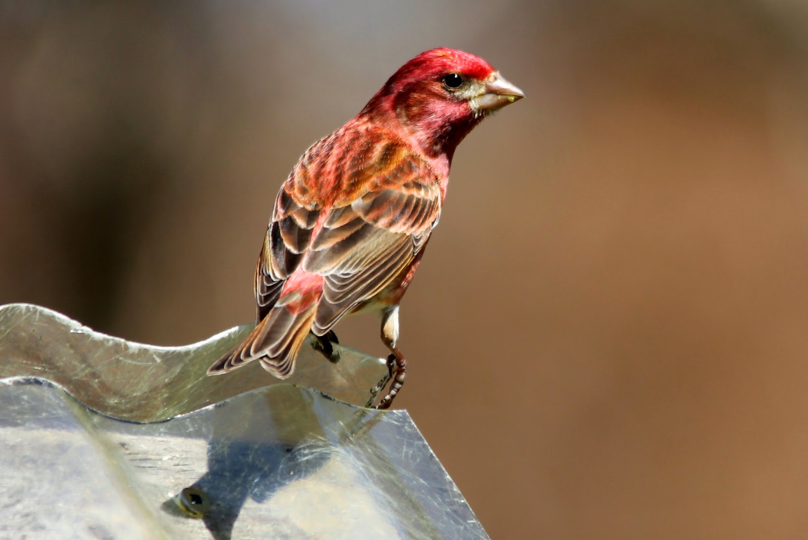 Here and There: Day 124 - 4th May 2015 - Broad-wing Hawk, Eastern ...