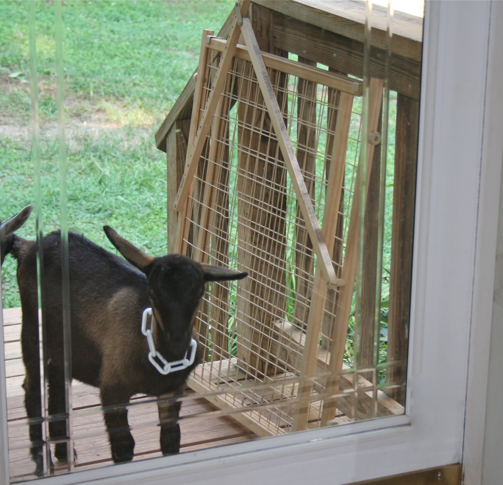 A Tiny Homestead: Wordless Wednesday - Baby Goats & Their New Momma