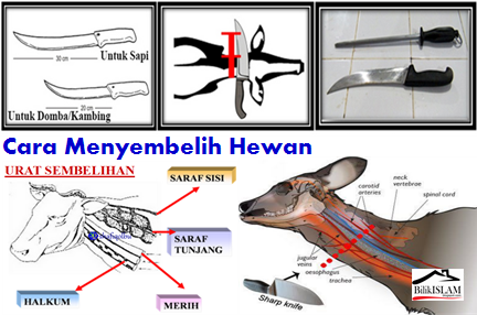 Cara Menyembelih Dan Memotong Hewan ~ Bilik Islam