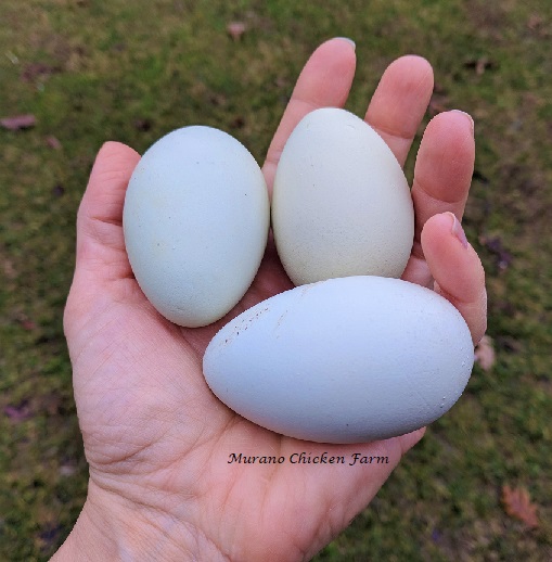How Long Do Chickens Live Murano Chicken Farm how-long-do-chickens-live-murano-chicken-farm