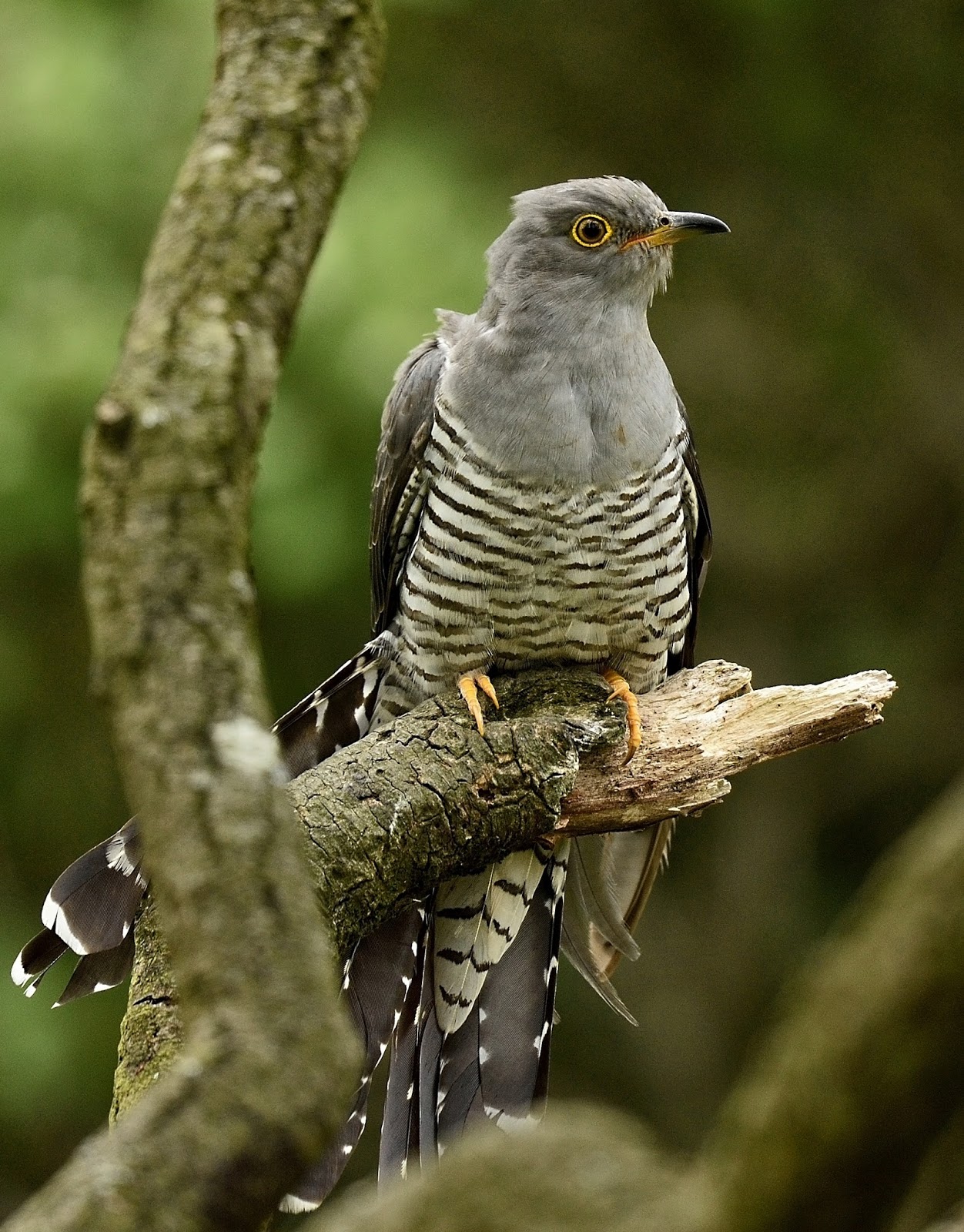 Alan James Photography : Cuckoo portraits