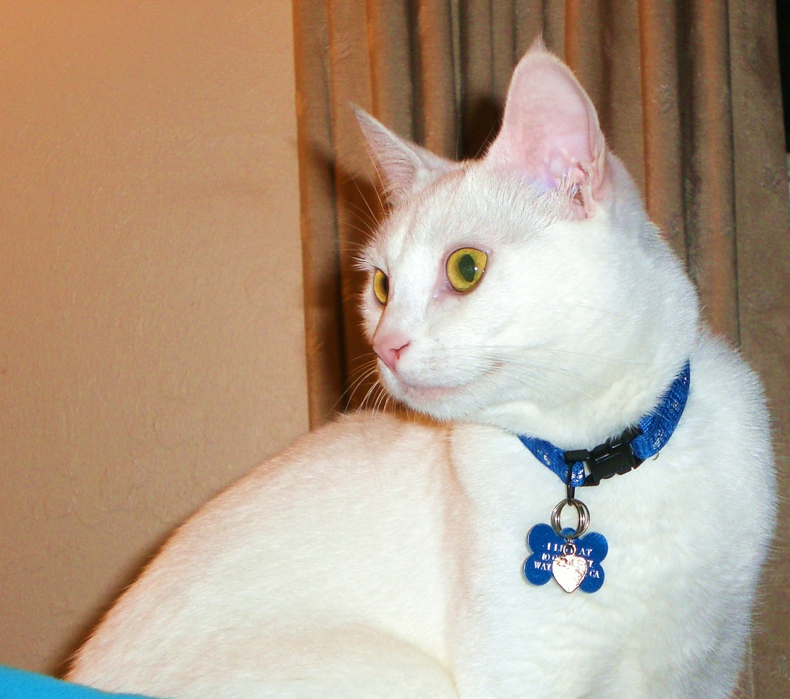 DOWAGER QUEEN: Does Bambi Wins Beauty Contest?