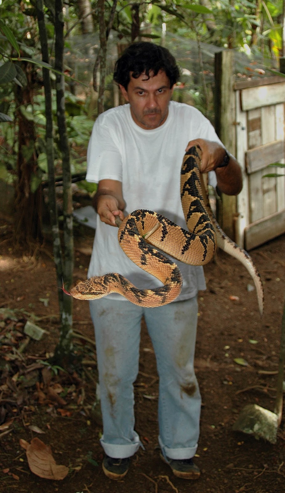 Núcleo Serra Grande: Bushmaster, Mapepire Zannana, Abaacua, A'tami ...