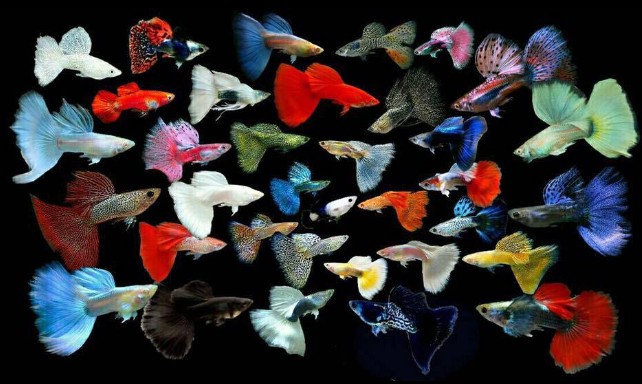 How to Breed and Take Care Guppies - Guppy Lover