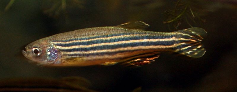 Budidaya Ikan Zebra (Zebra, Zebra Danio, Striped Danio)