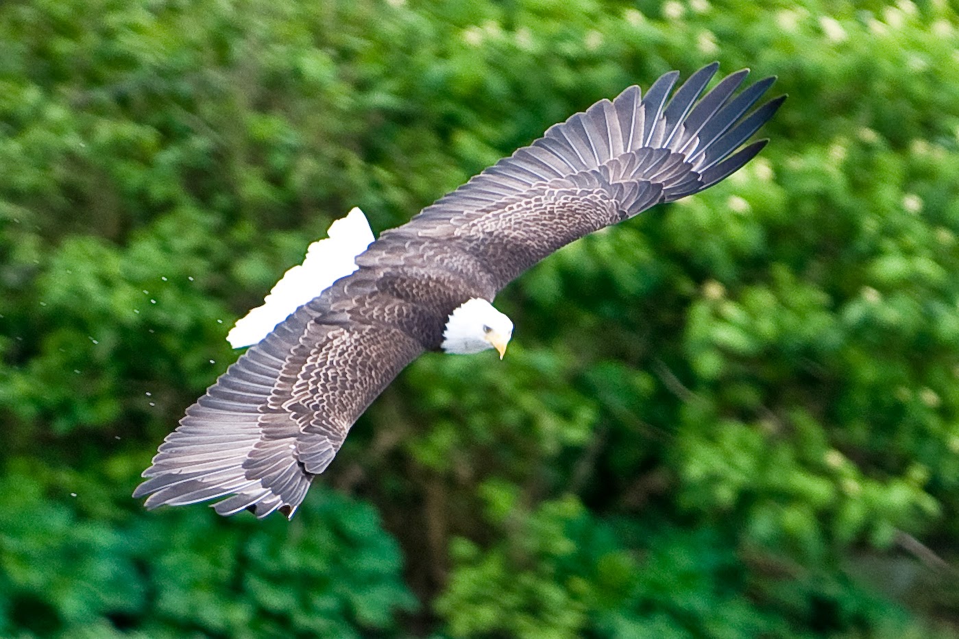 menopausal mumma: Bald Eagle Action Shots by Randal Rodgers