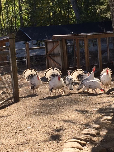 Dispatch from the Digital Health Frontier: Unity Farm and Unity Farm ...